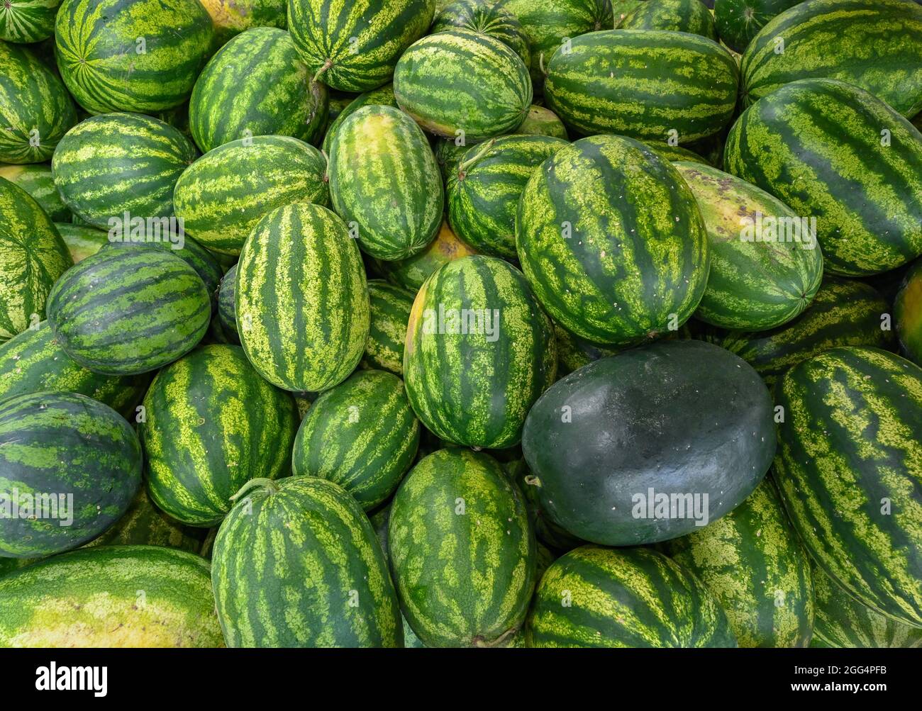 Lots ripe melons one hi-res stock photography and images - Alamy