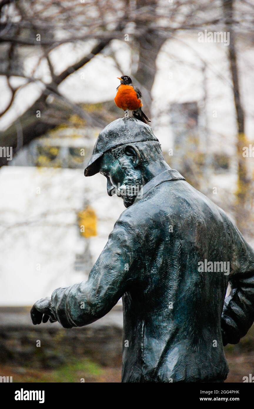 A robin stands on top of the statue of Fred LeBow, New York CIty ...