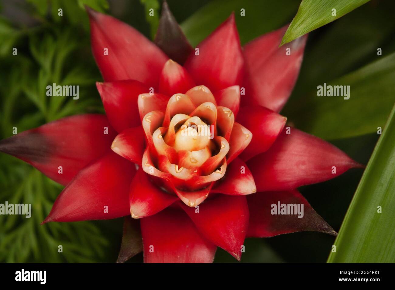 Red bromeliad hi-res stock photography and images - Alamy