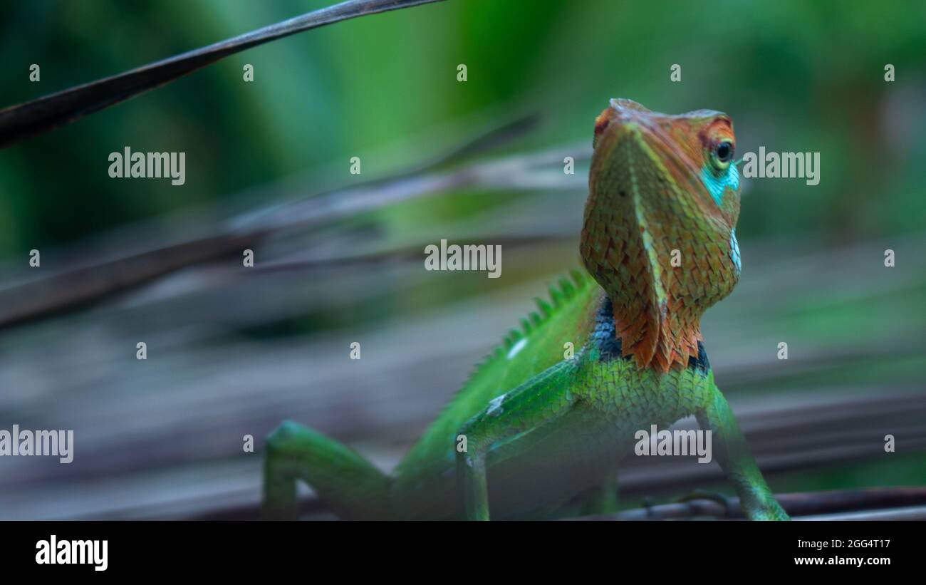Nice picture of a very colorful big male lizard lying on a branch with ...