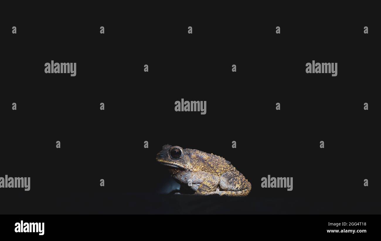 Close up picture of a young male brownish color toad sitting on the ...