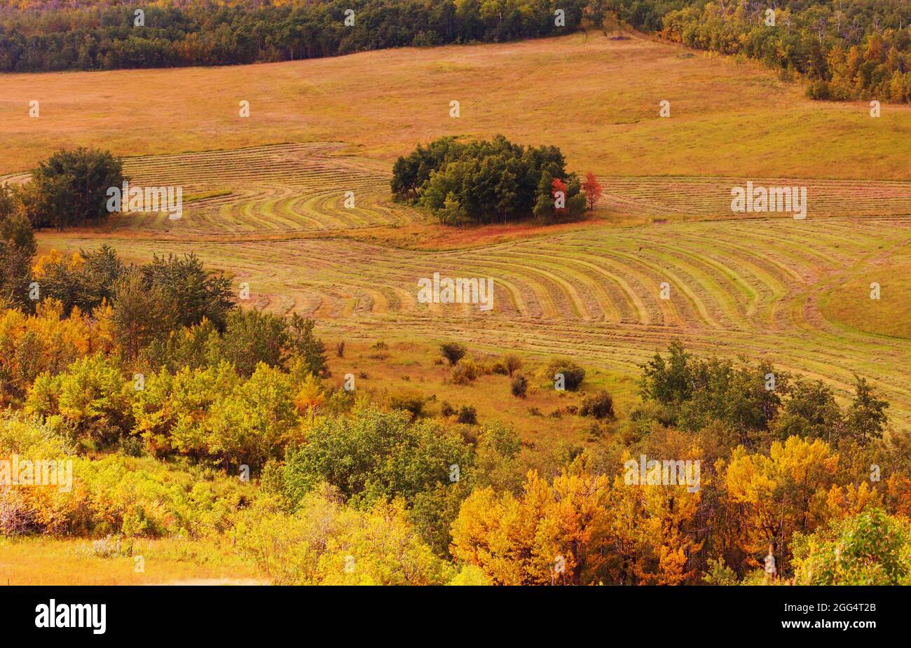 Yellow and orange fields in fall season Stock Photo - Alamy