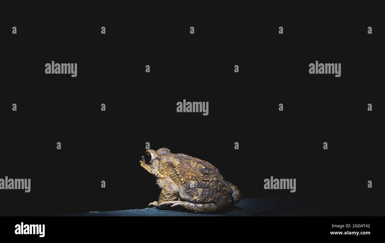 Close up picture of a young male brownish color toad sitting on the ...