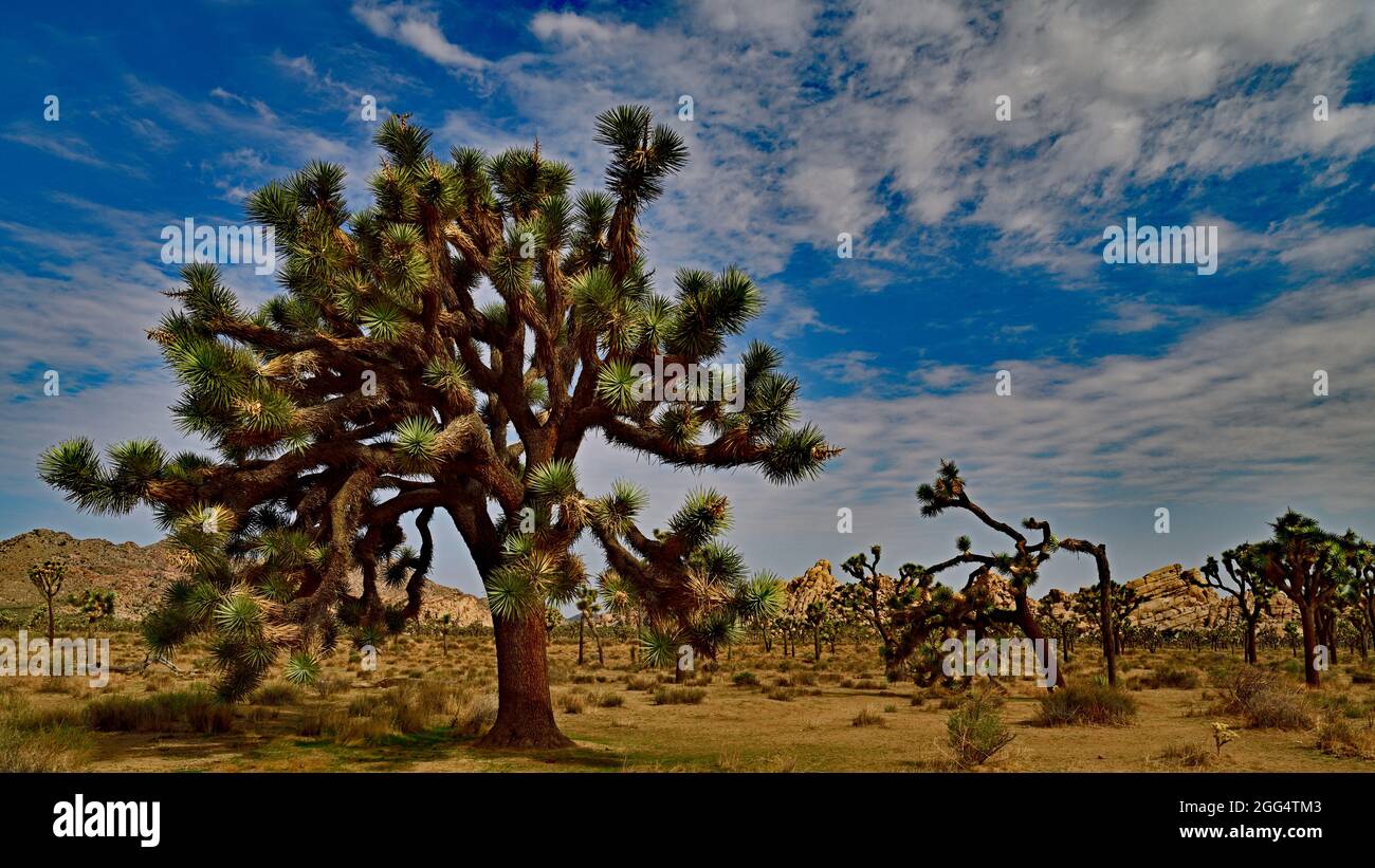 Usa joshua tree hi-res stock photography and images - Alamy