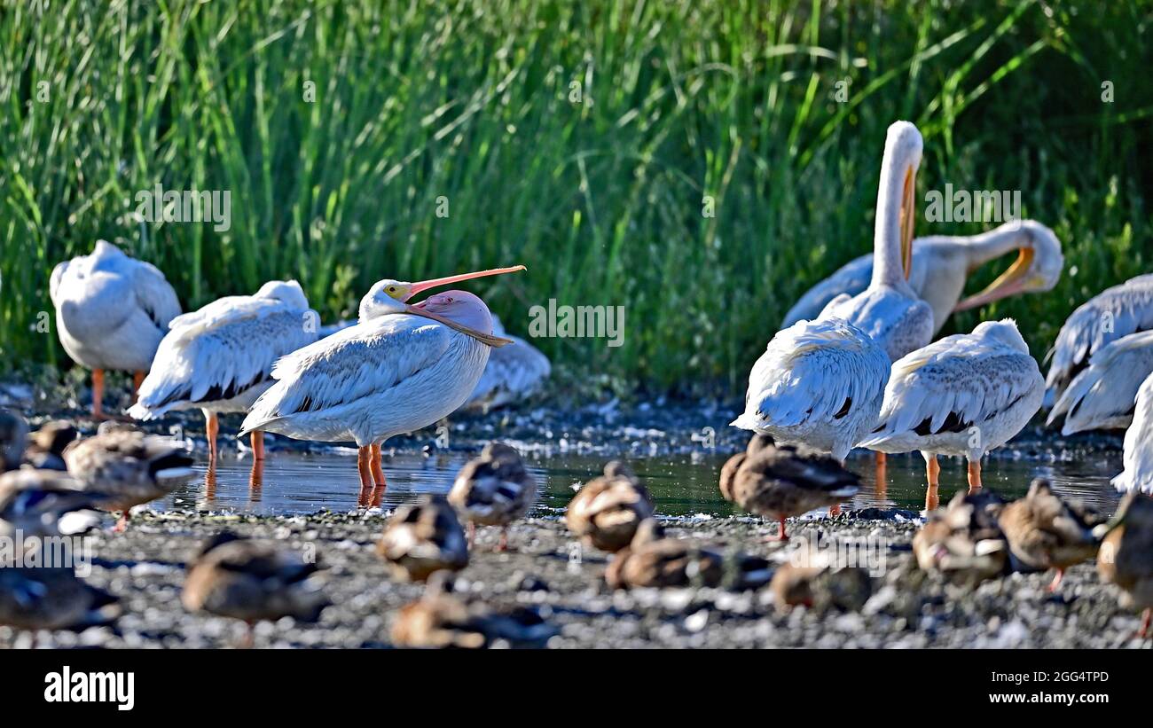 In the Predator's Mouth Stock Photo - Alamy