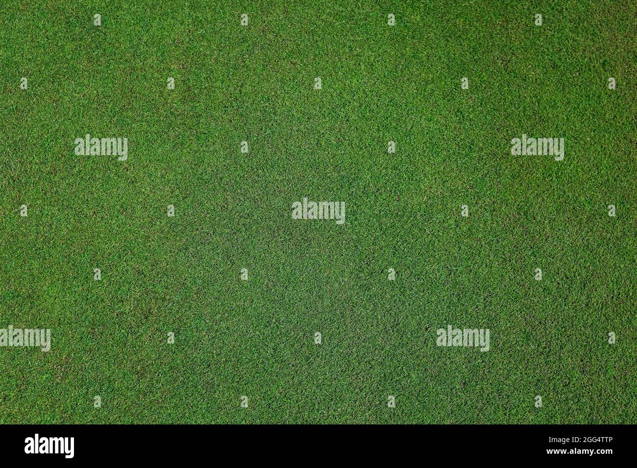Natural grass in a golf field top view Stock Photo - Alamy