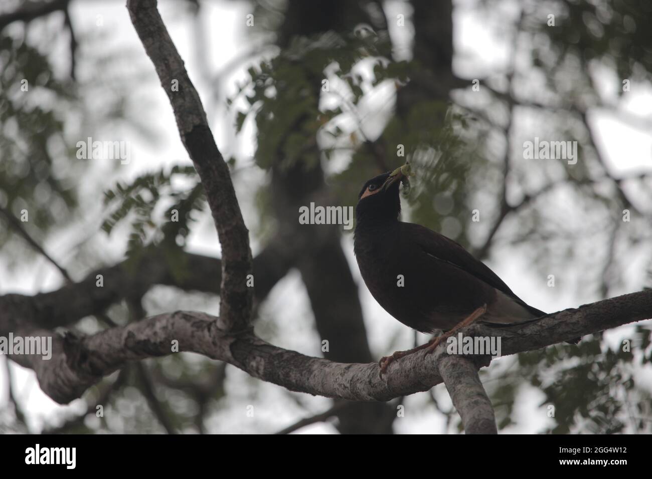 A gorgeous looking common myna eating his tasty caterpillar pray and ...