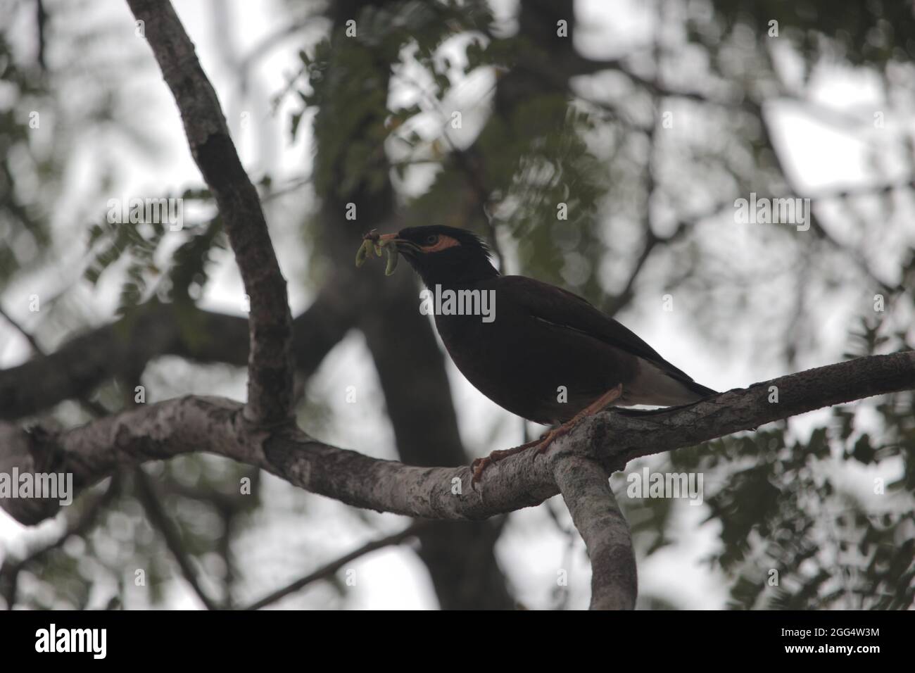 A gorgeous looking common myna eating his tasty caterpillar pray and ...