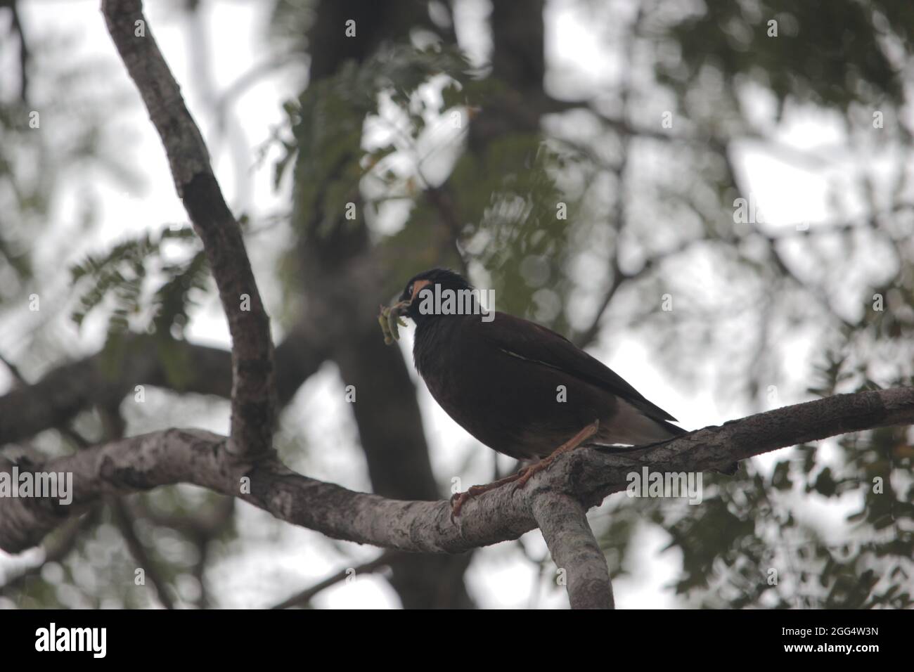A gorgeous looking common myna eating his tasty caterpillar pray and ...
