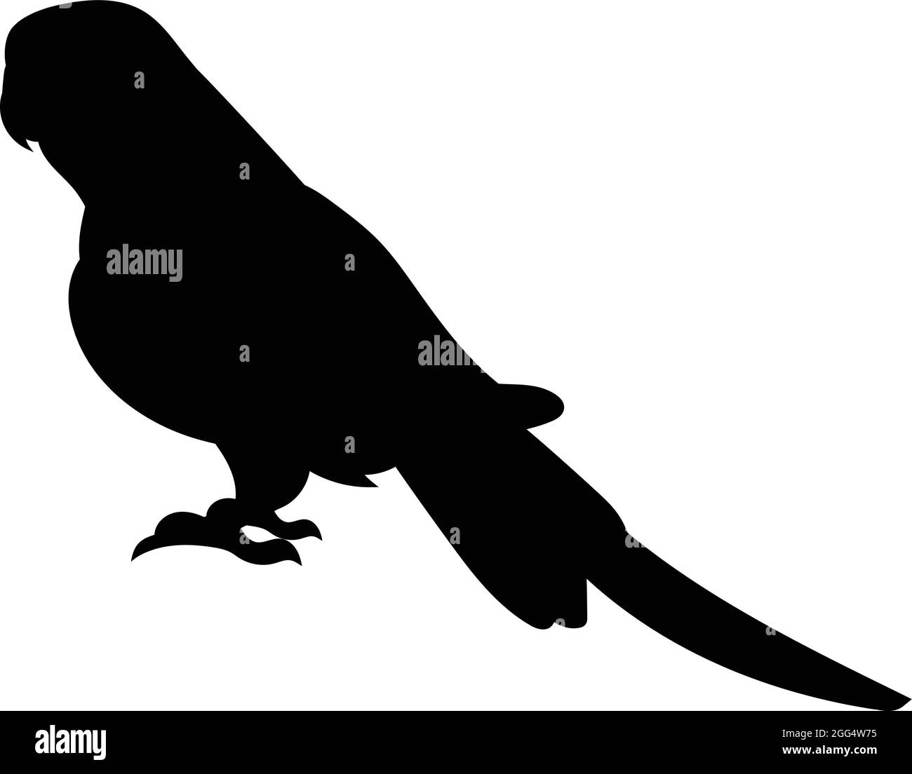 Pigeon Standing with Shadow. Black Bird Silhouette Against White ...