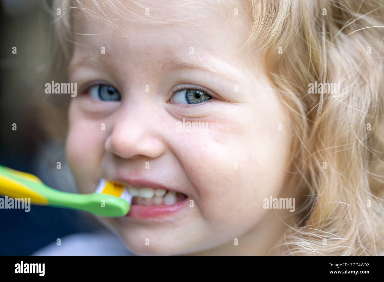 Portrait of a little girl with a toothbrush, the child brushes his ...
