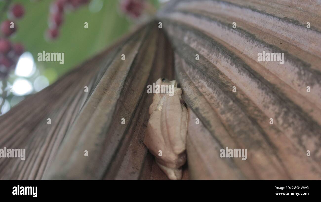 Tree frog biology hi-res stock photography and images - Alamy
