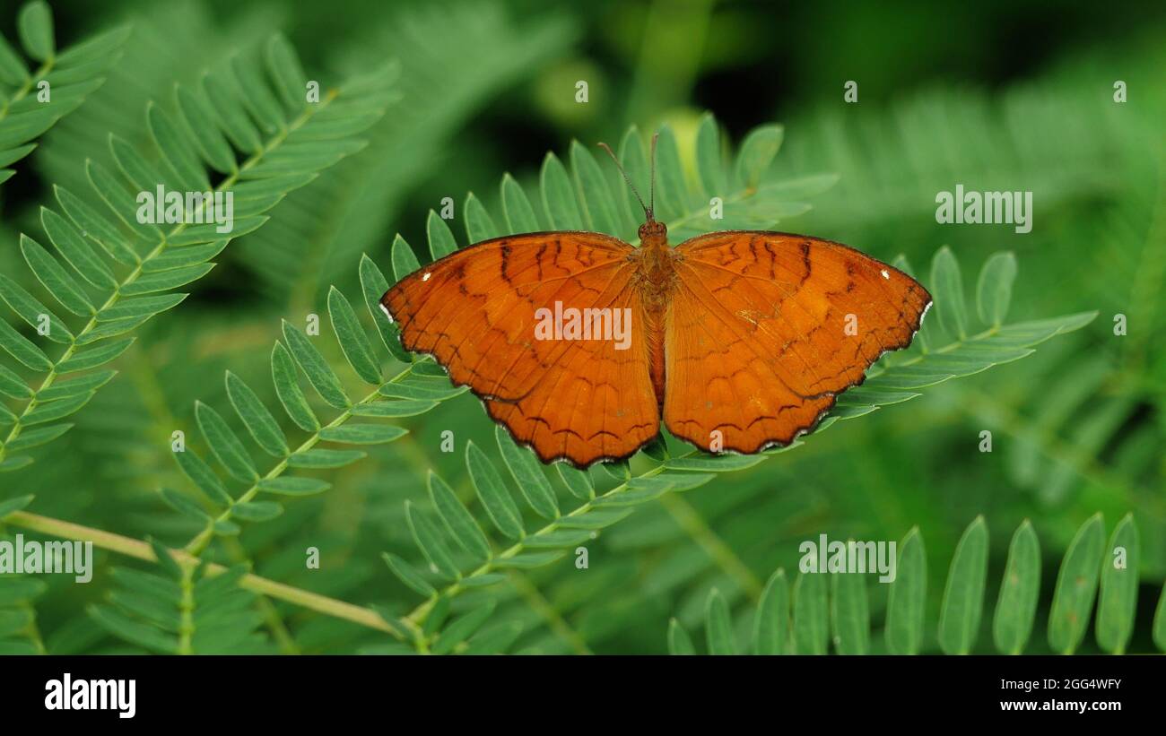 The Angled Castor Butterfly on leaf with natural green background ...