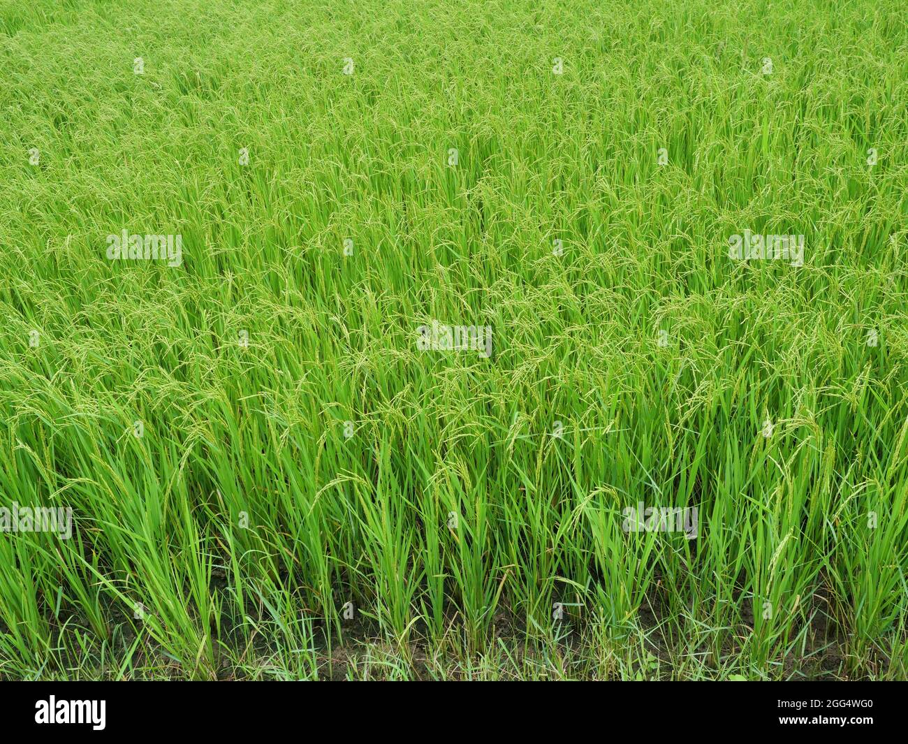 Rice and plant crop hi-res stock photography and images - Alamy