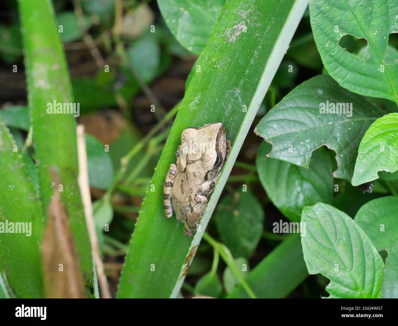 Common tree frog hiding on leaf in the tropical forest with natural ...