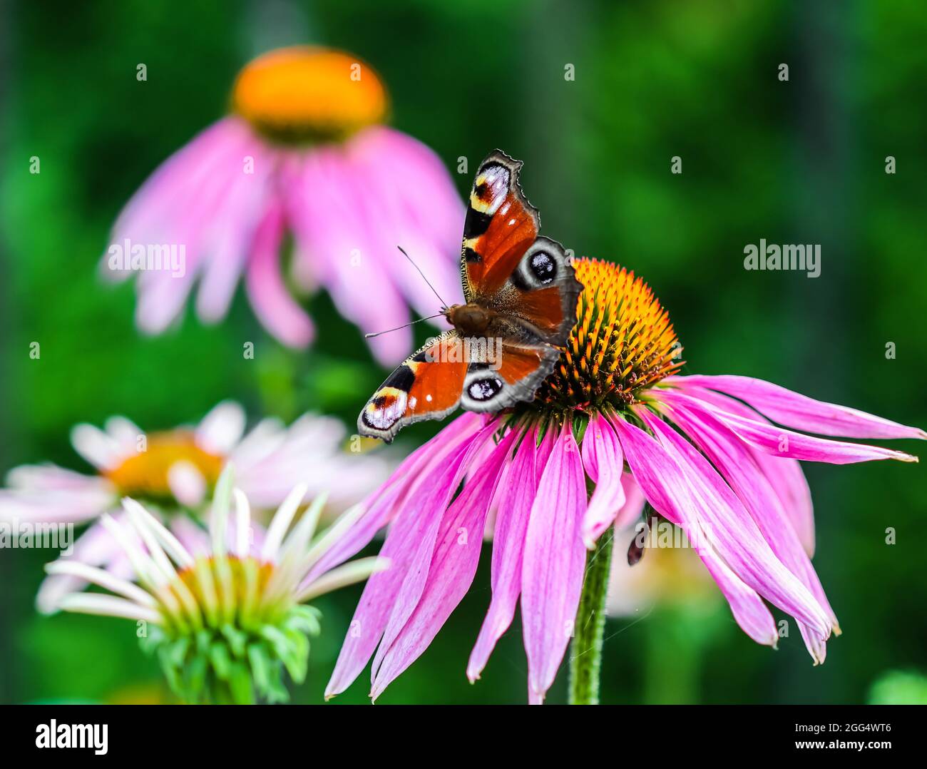 Beautiful colored European Peacock butterfly, Inachis io, Aglais io, on ...