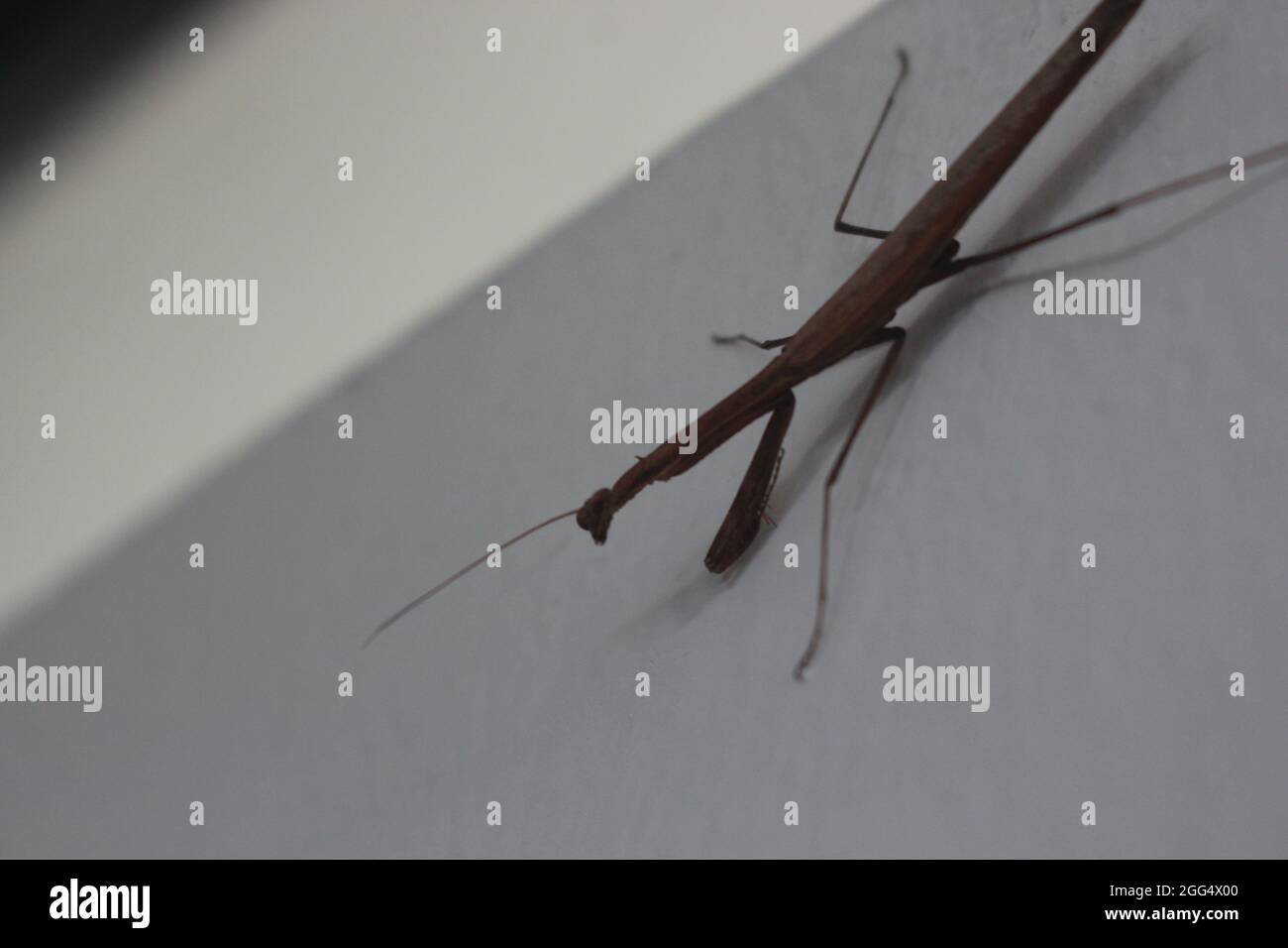 Macro picture of a small female brown color praying mantis sleeping on ...