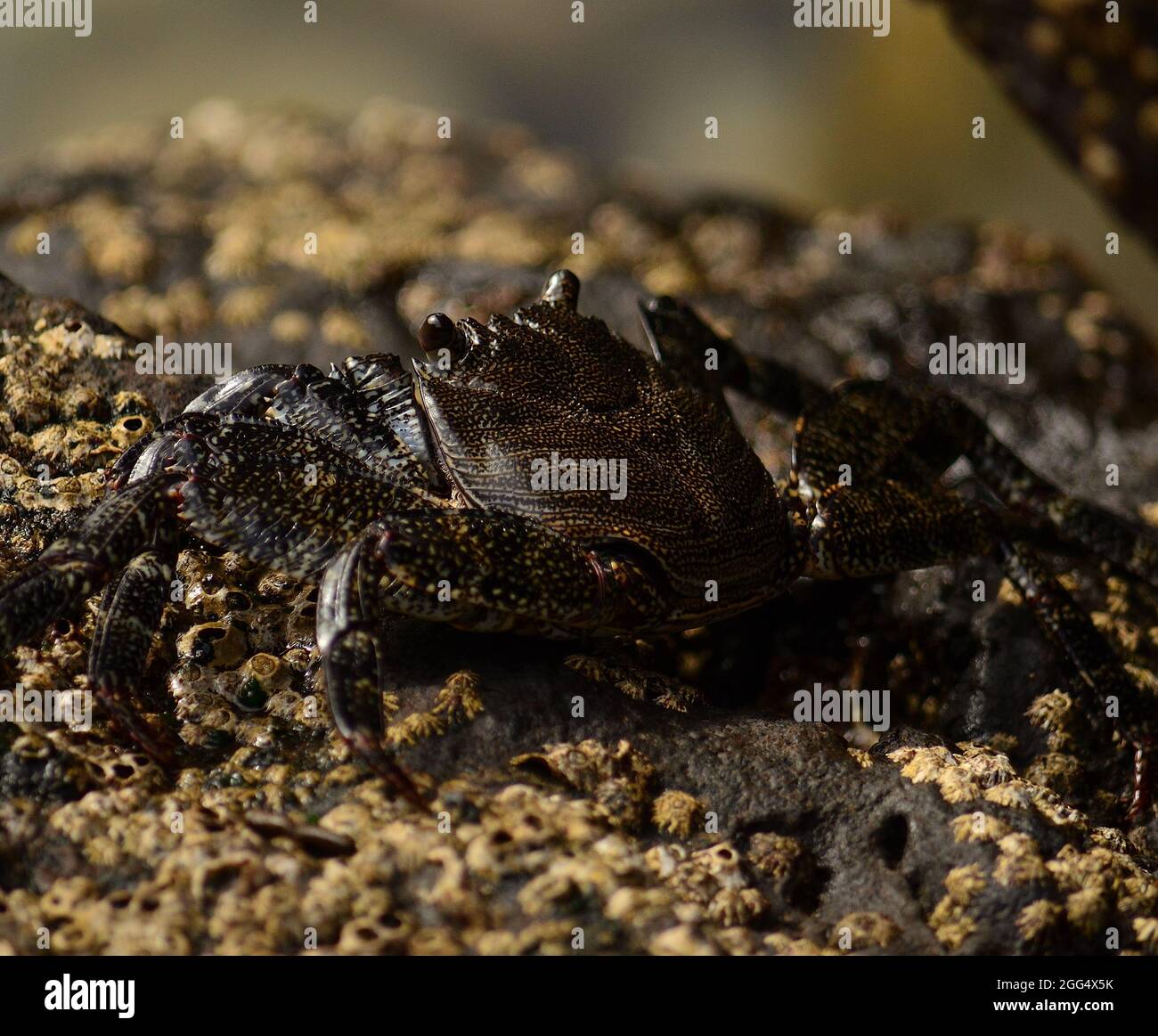 Large black crab completely immobile on the rock at low tide Stock ...