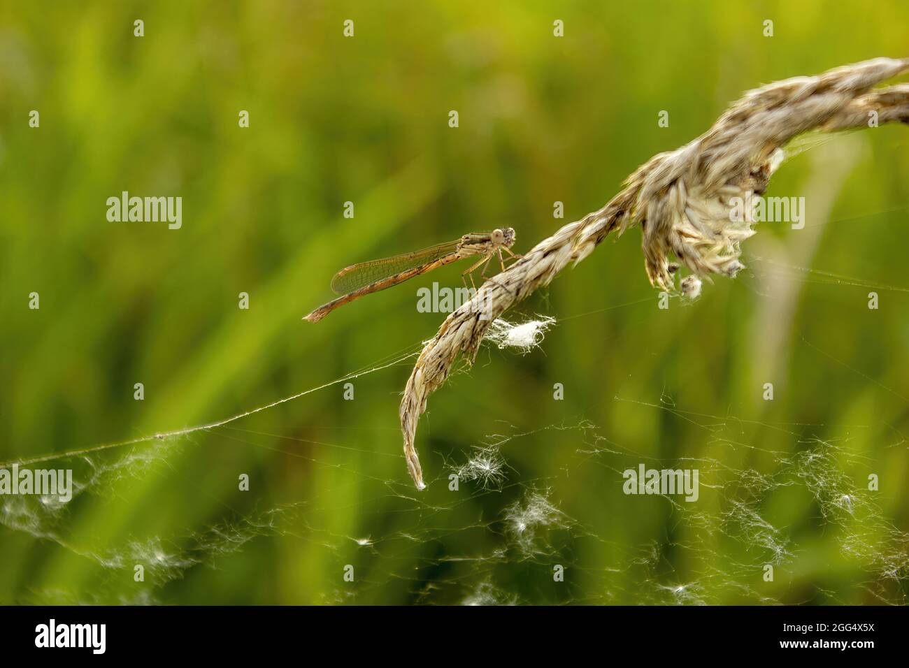 A damselfly on grass flower in the marsh Stock Photo - Alamy
