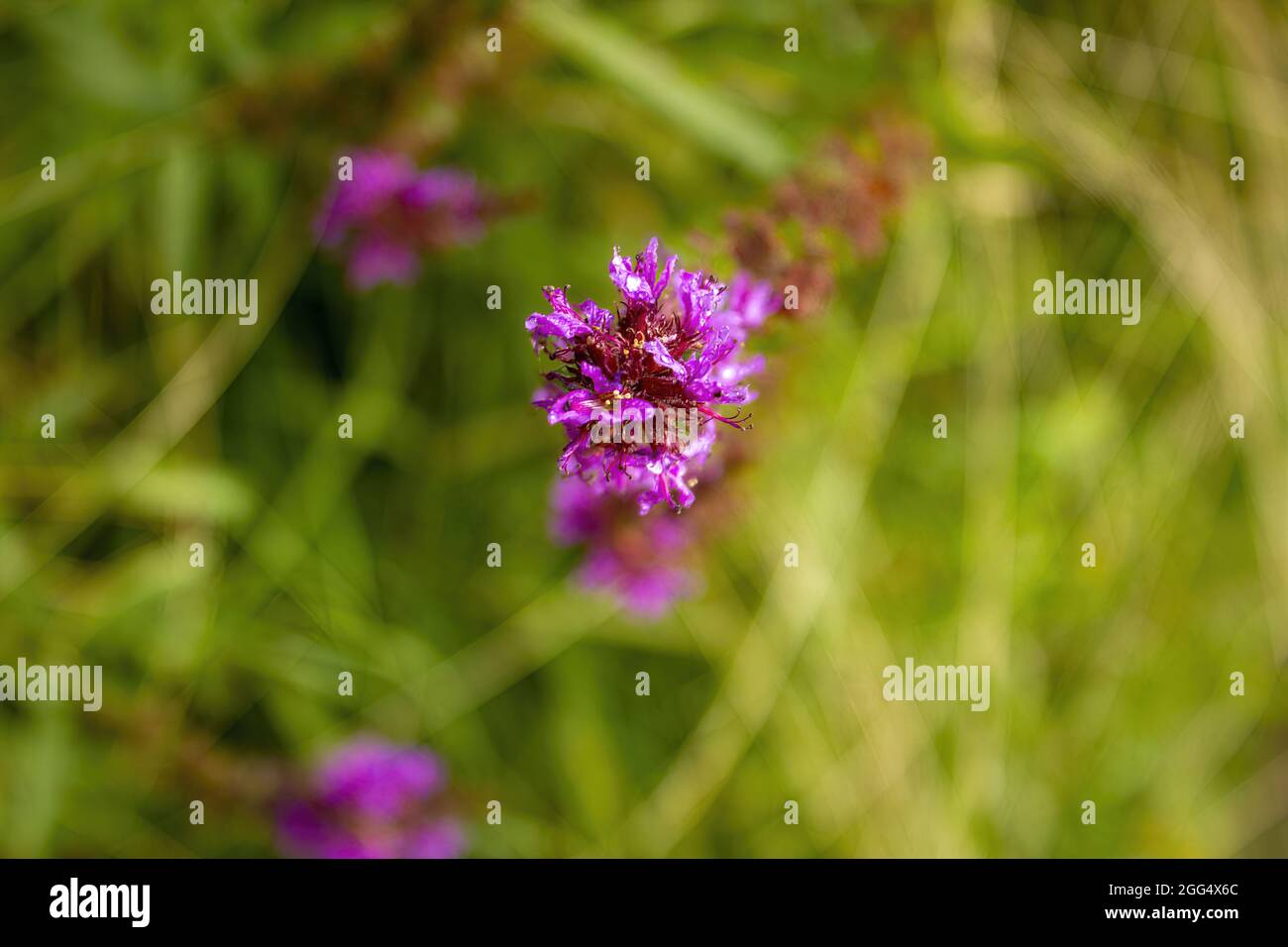 A selective focus shot of purple wildflowers in the meadow Stock Photo ...