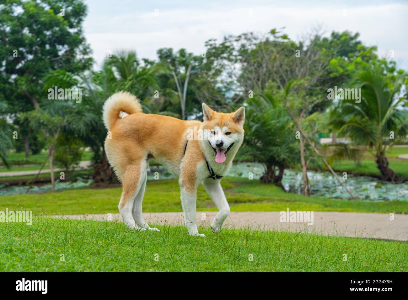 Cute akita dog smiling in the park Stock Photo - Alamy