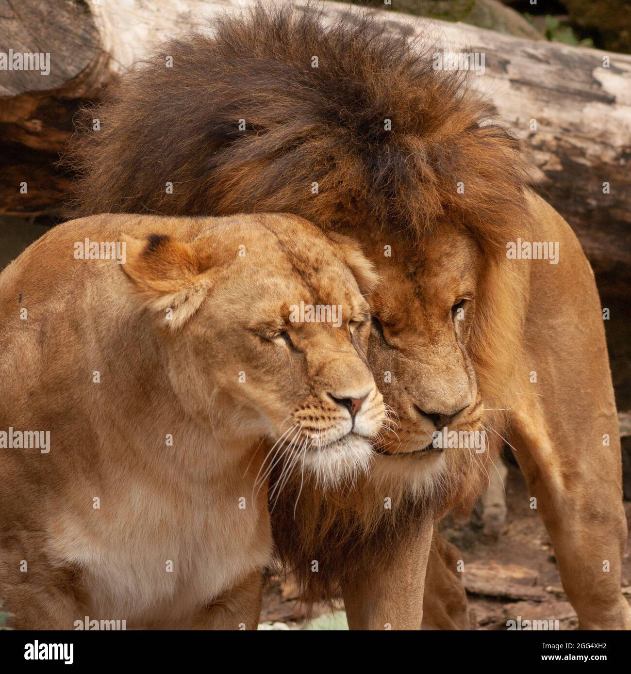 Lion love. Lion and lioness heads close together with closed eyes ...
