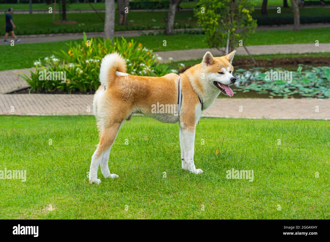 Adorable young blond hi-res stock photography and images - Alamy