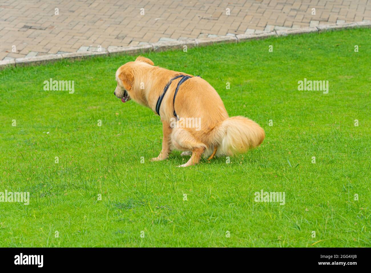 Golden retriever dog pooping on the green grass surface Stock Photo - Alamy