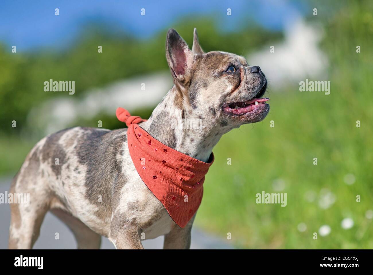 Young merle colored French Bulldog dog wearing red neckerchief Stock ...