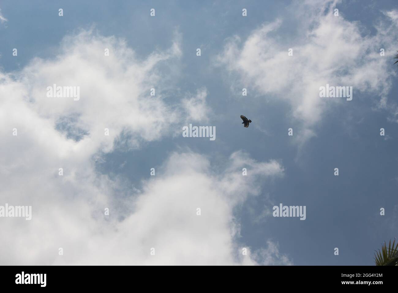 Flying serpent hi-res stock photography and images - Alamy
