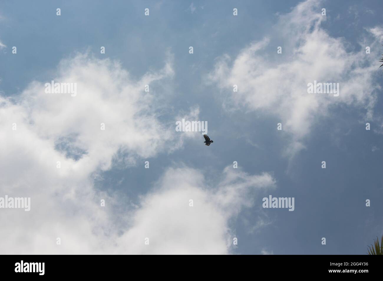 Picture of a large male serpent eagle flying in the sky looking for big ...