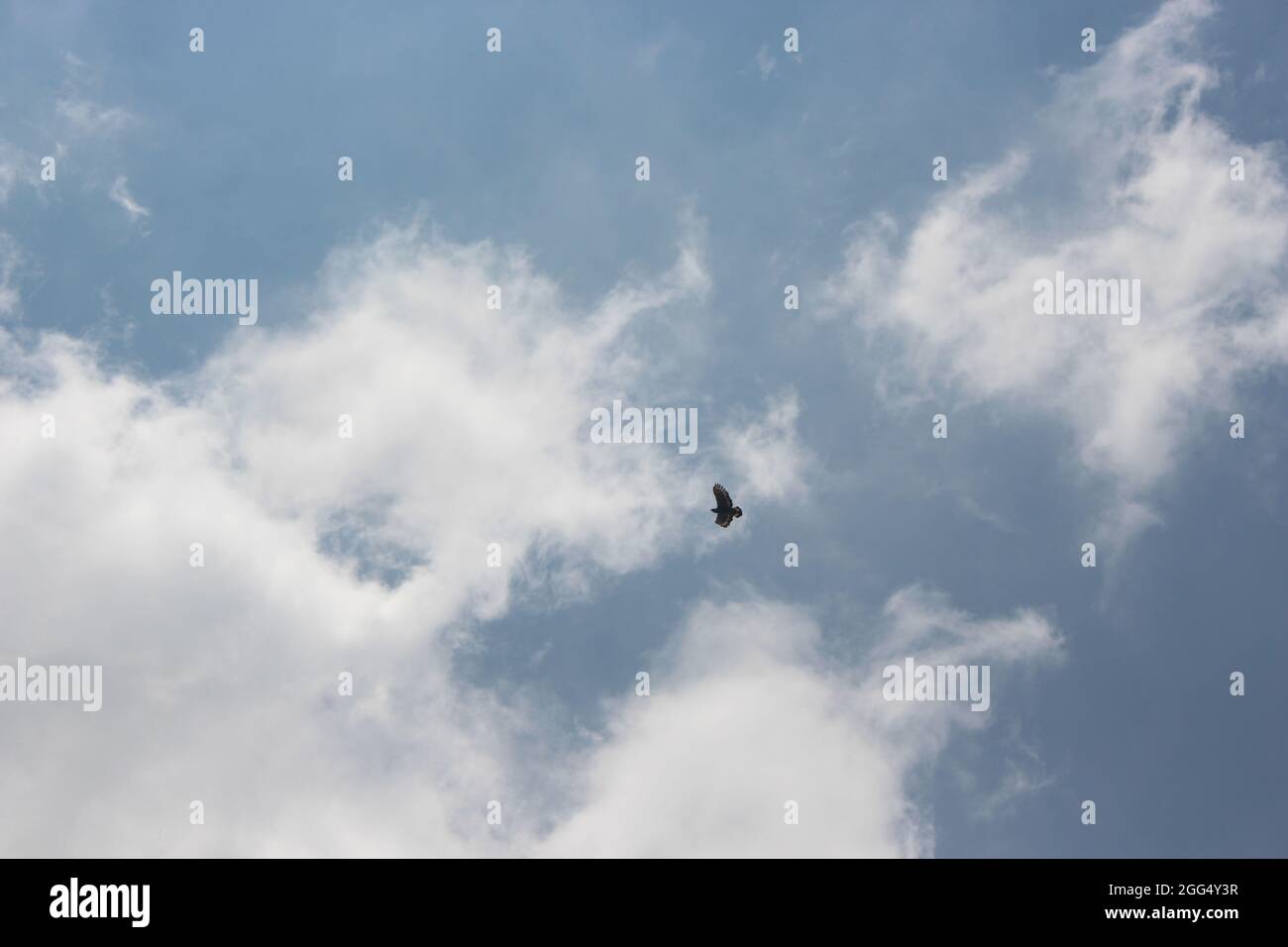 Picture of a large male serpent eagle flying in the sky looking for big ...