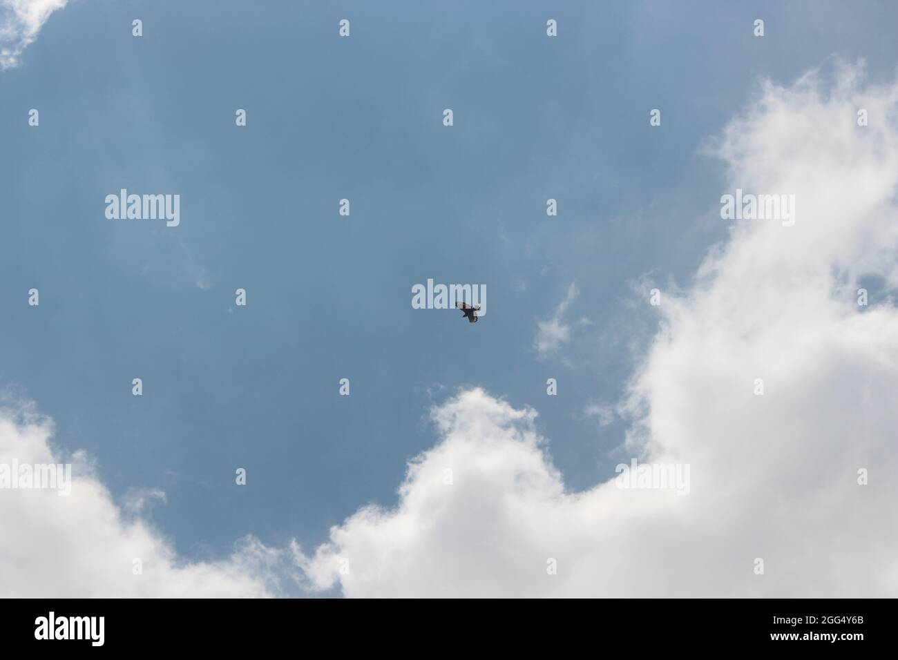 Picture of a large male serpent eagle flying in the sky looking for big ...