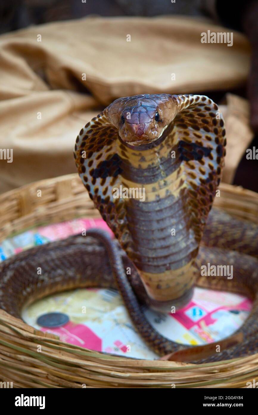 King cobra close up hi-res stock photography and images - Alamy