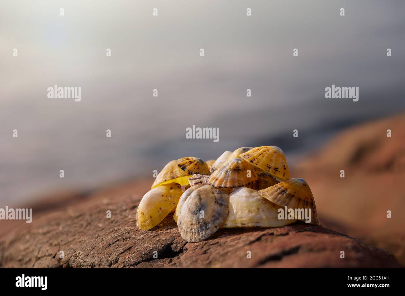 clams sea shells, with beautiful light and ocean sea background Stock ...