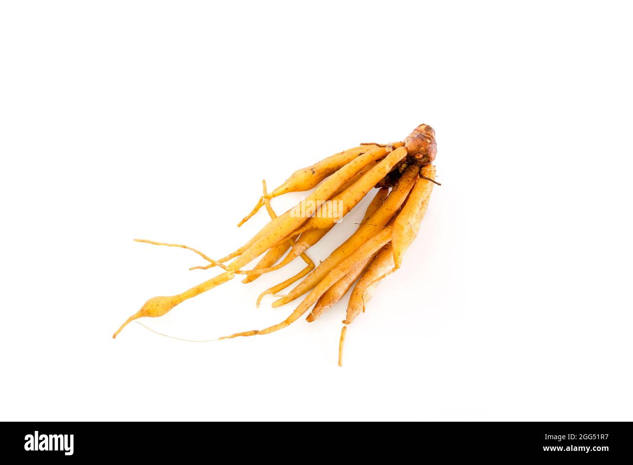 Underground Stem Examples