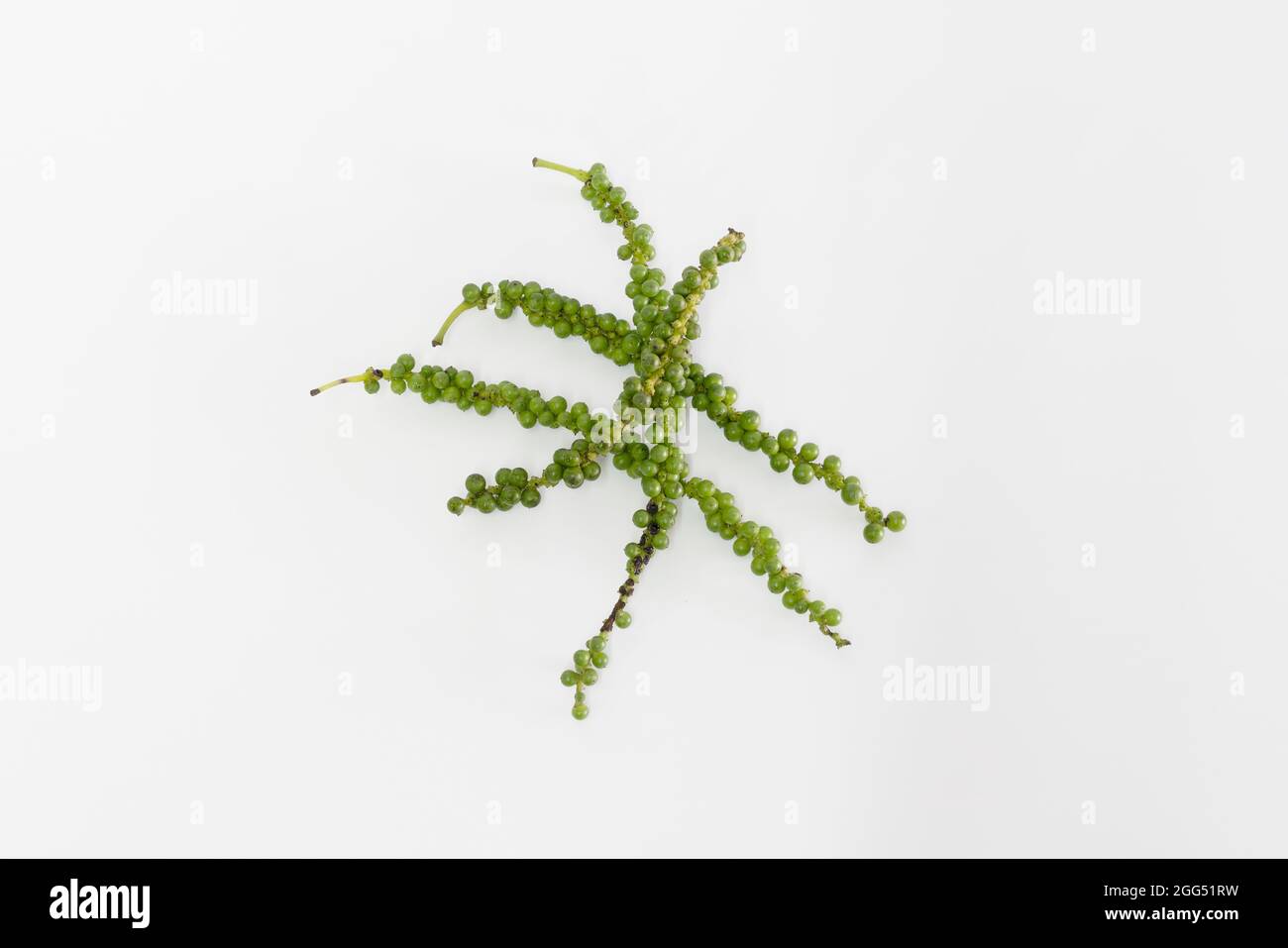 Black pepper (Piper nigrum) is a flowering vine in the family ...