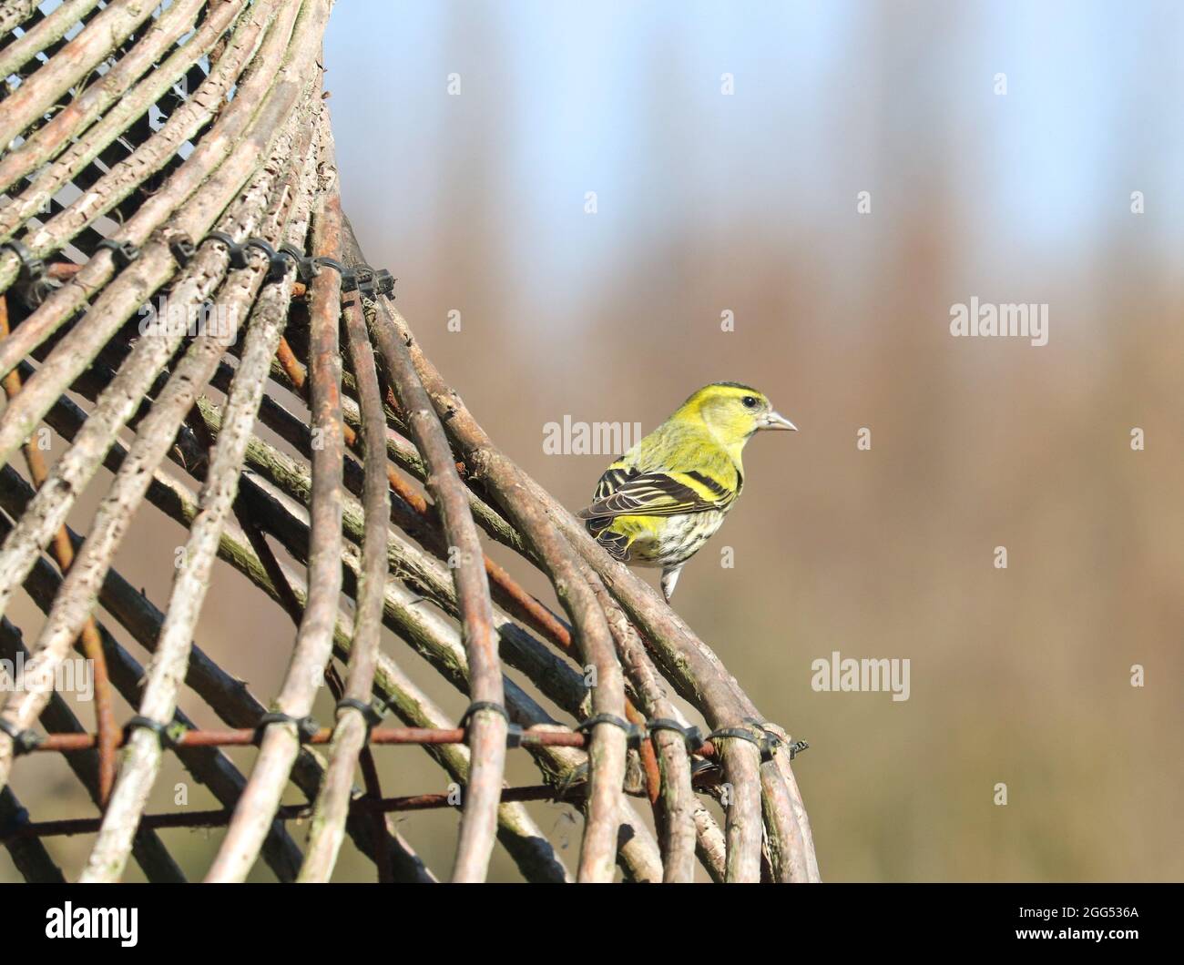 Lean and Green Stock Photo - Alamy