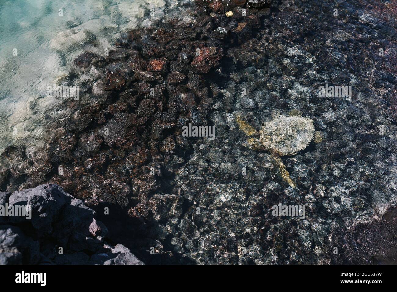 Turtle Shell Top View High Resolution Stock Photography and Images - Alamy