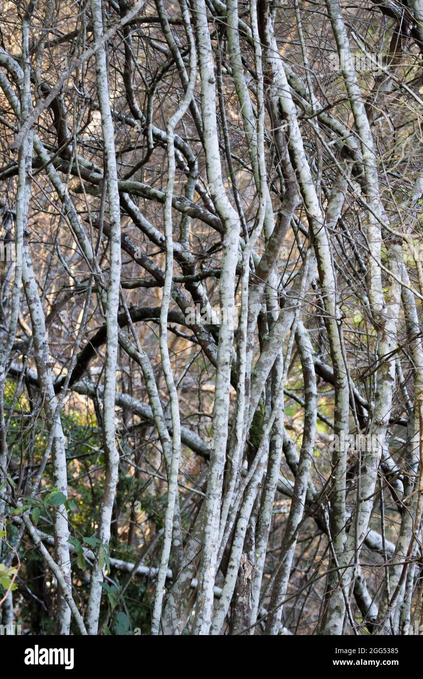 Crisscrossed logs of small tree trunks and bush branches in a forest ...