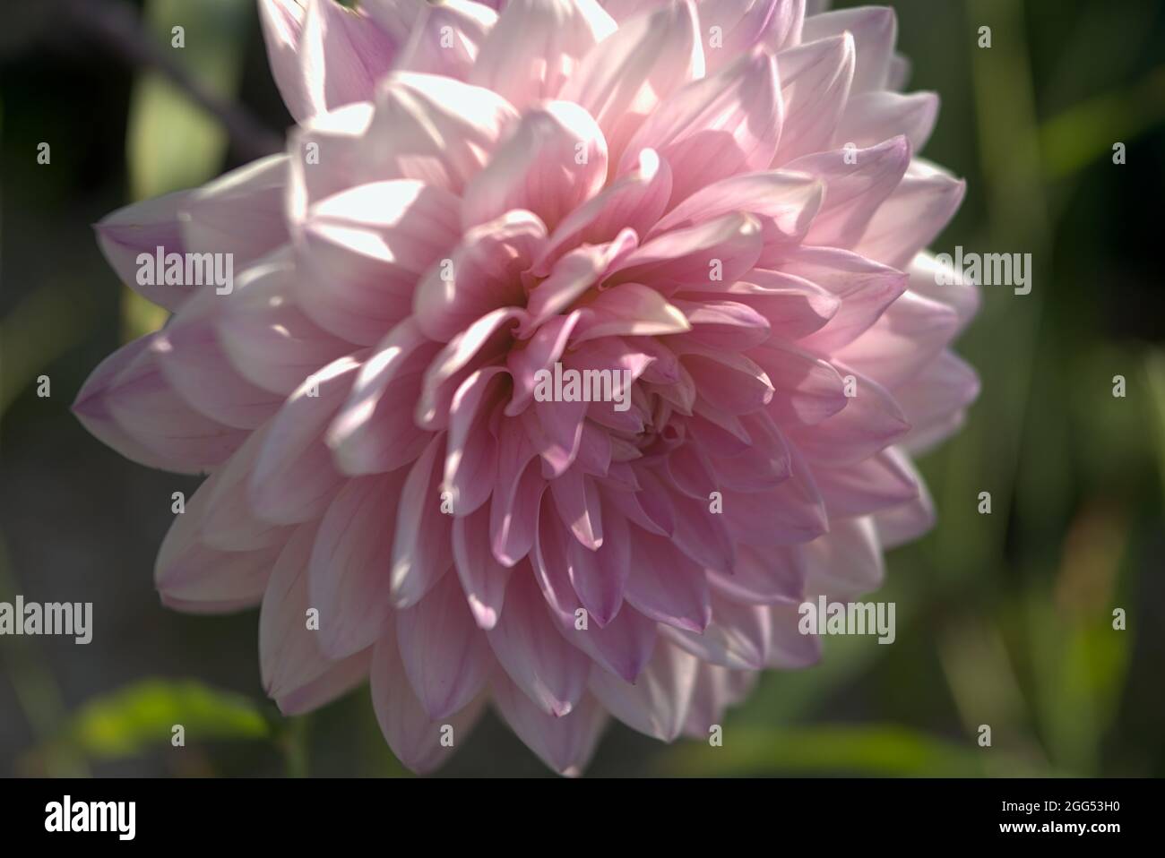 Aster aceae hi-res stock photography and images - Alamy