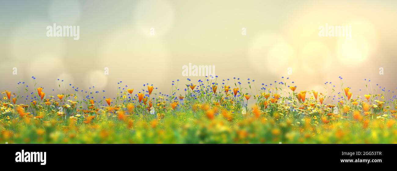 Panorama of a flower meadow in summer, 3d rendering Stock Photo - Alamy