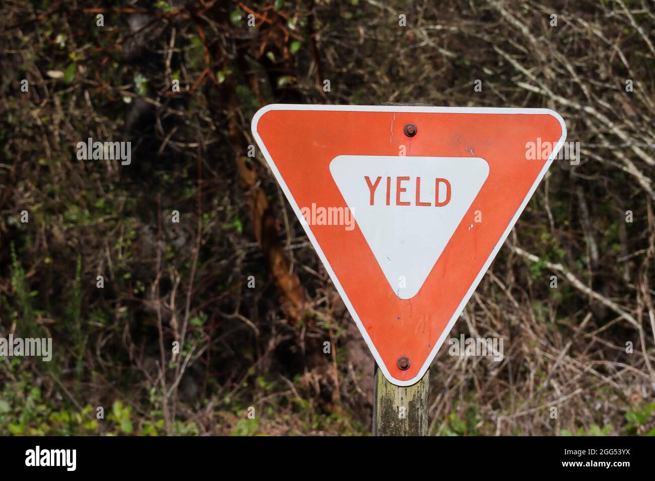 American sign to yield to traffic in a rural area in summer Stock Photo ...