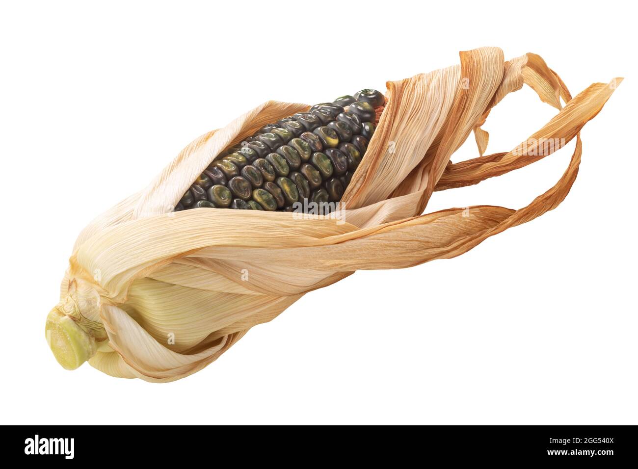 Heirloom variegated earth tones maize corn cob (Zea mays ear), half ...