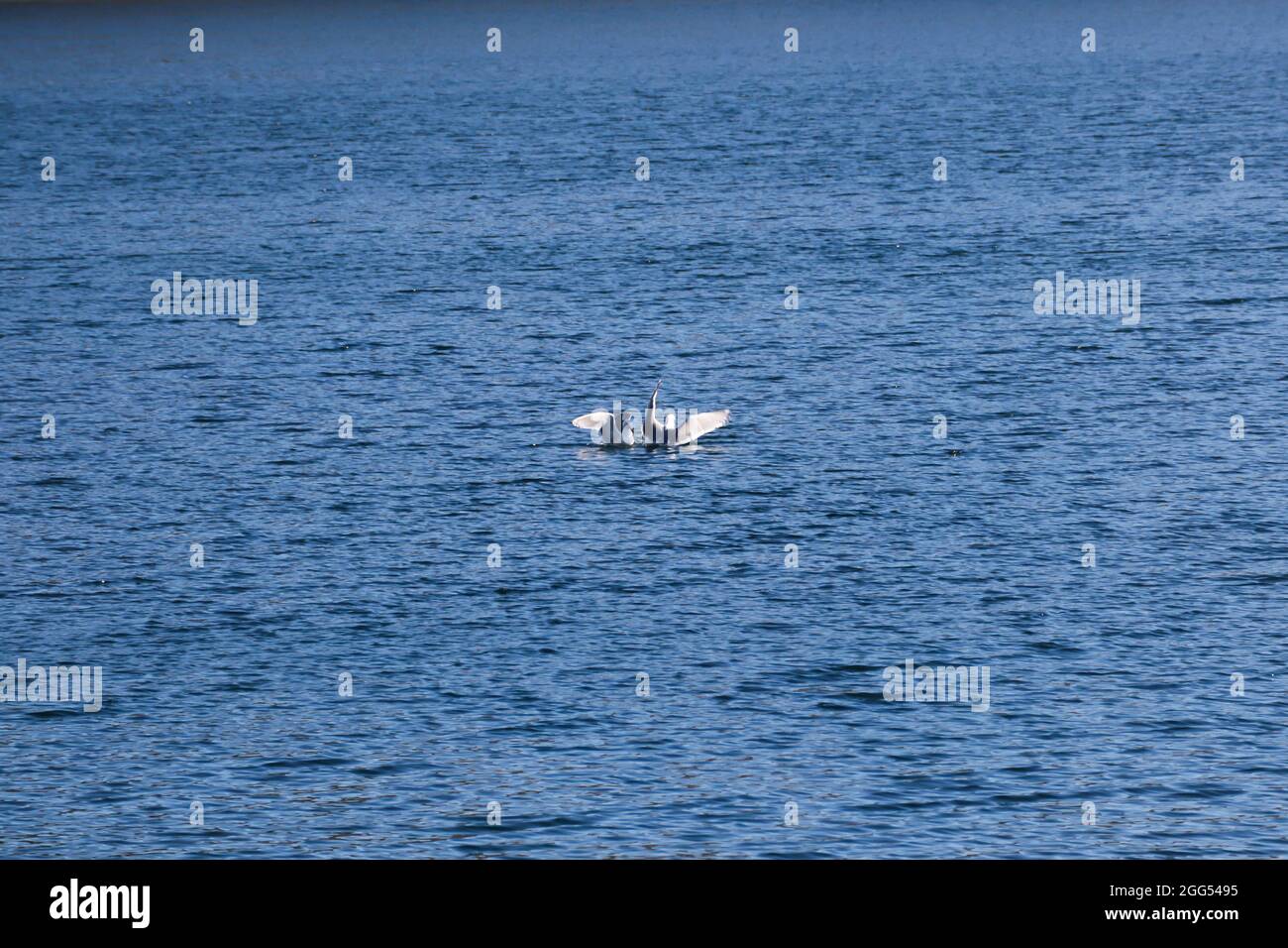 seagulls fighting on the surface of the blue puget sound on a bright ...