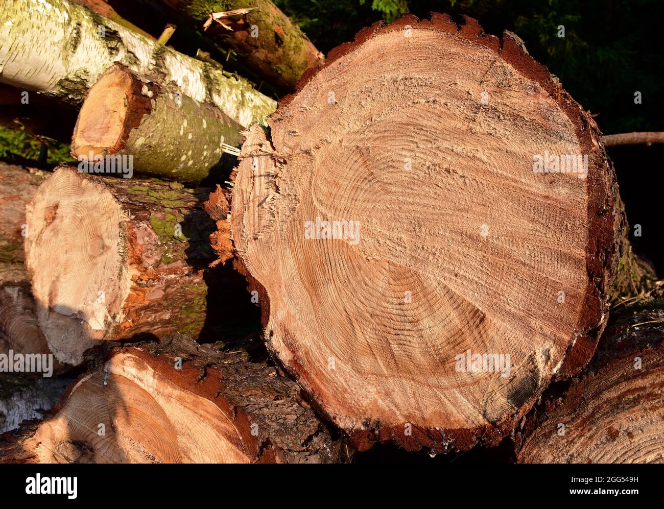 Wooden structure. Cross sectional cut end of log showing the pattern ...