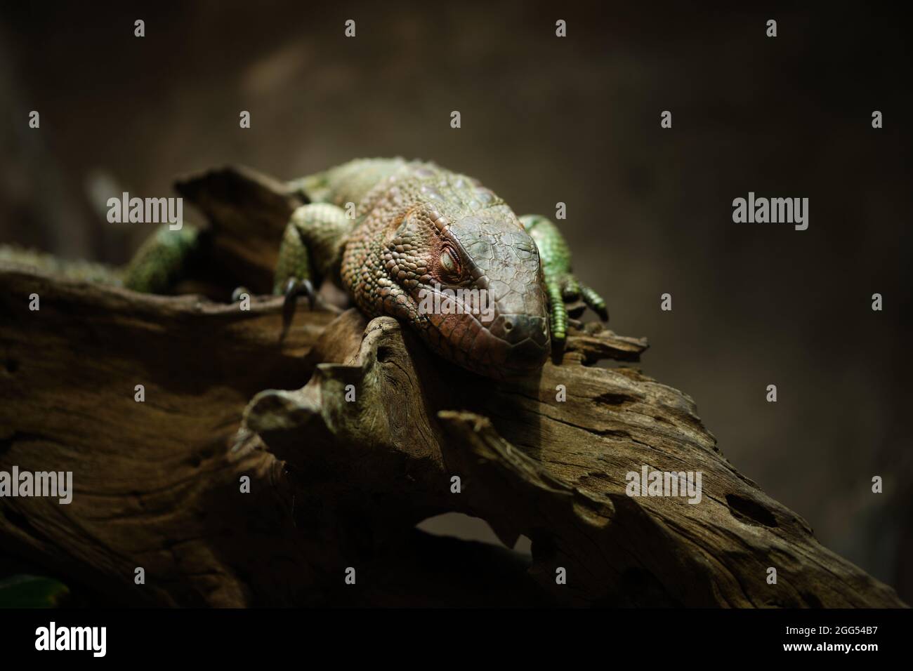 Close-up of Dracaena aka Northern Caiman Lizard or water tegus sleeping ...