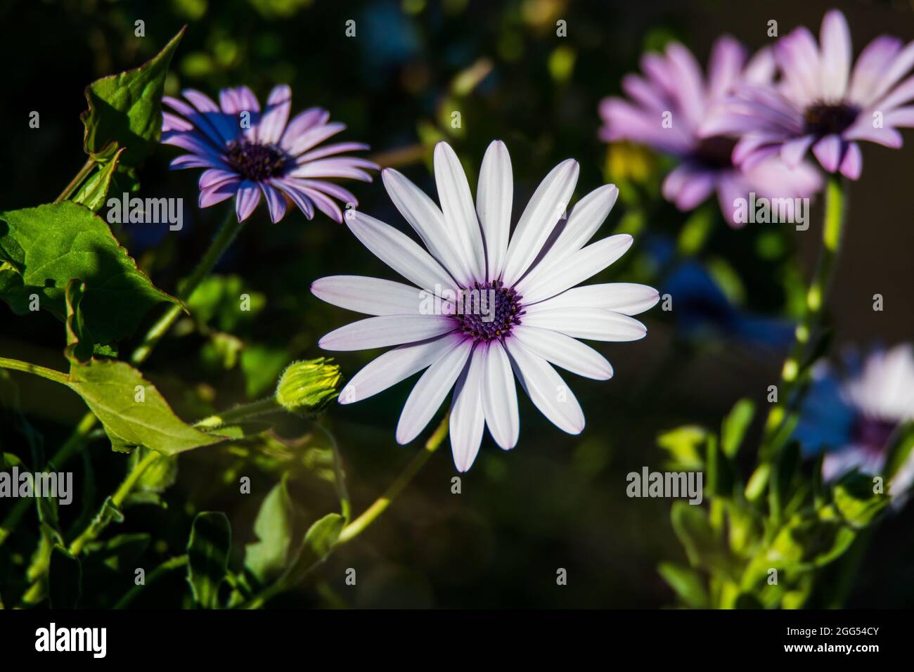 Purple Gazania flower on the banks of Woy Woy Waterfront on the Central ...