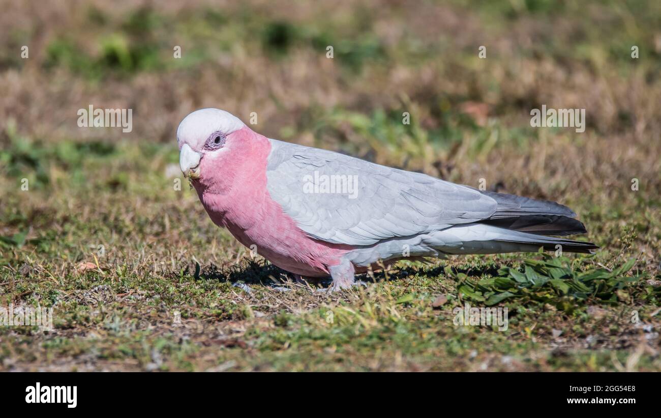 The galah also known as pink and grey cockatoo or rose-breasted ...