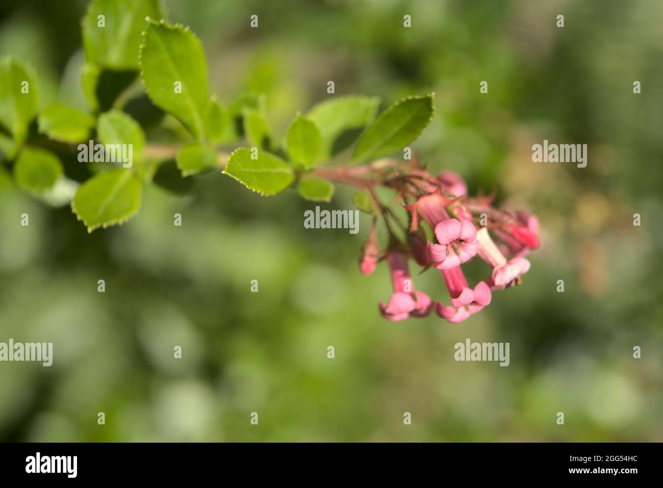 Oleander bushes pink flowers hi-res stock photography and images - Alamy